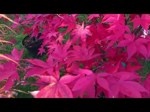 Japanese Acer Autumn Colour. 2020 ( Orangeola, Ozakazuki, Tamukeyama, , Crimson Queen, Baldsmith).