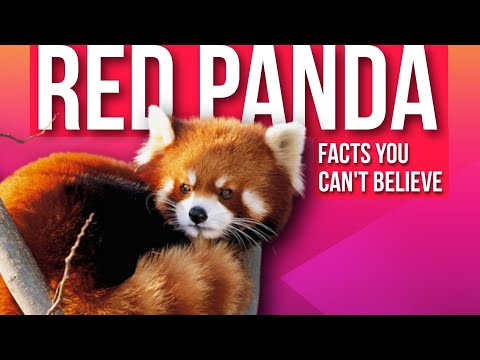 Red Panda Revealed: Nature's Adorable Secret #redpanda #adorableanimals #wildlife