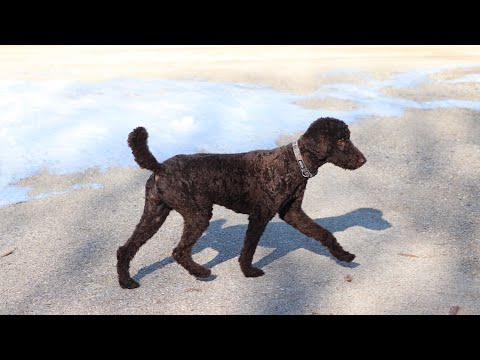 LOOK at the difference! Summer the standard poodle!