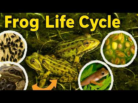 Frog Life Cycle Explained 🐸 | From Eggs to Adult Frog | Amazing Amphibian Journey!