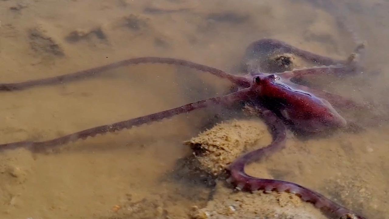 VIDEO| Avistan a pulpo de largos tentáculos en coral de Australia