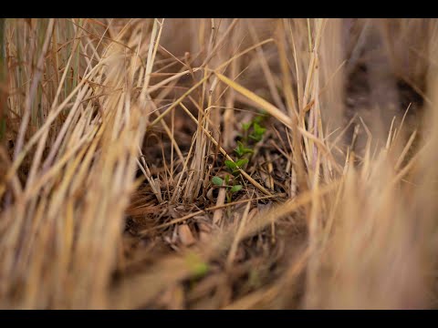 What are the Differences Between HUMIC and FULVIC ACIDS??