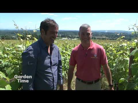 Stoller Family Estate - Grape Care - Landscaping - Summer Wine