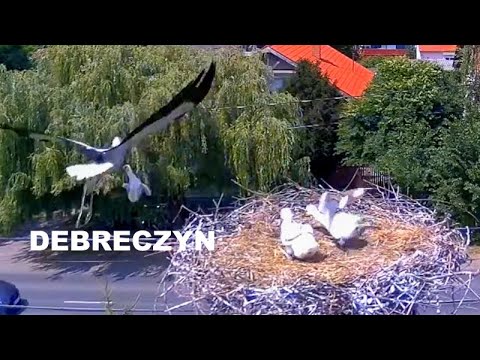 ⚠️Bocian wynosi pisklę❗Debreczyn, HU - 17.06.2025