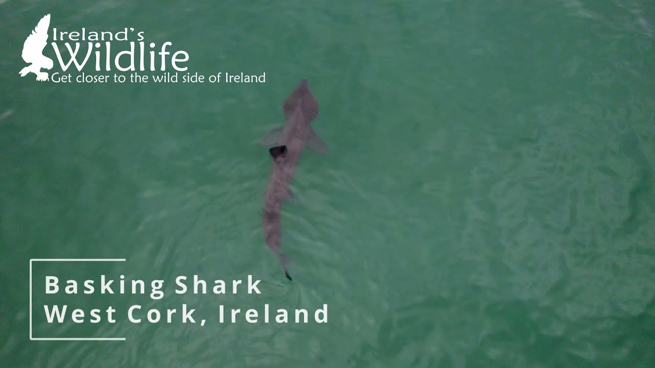 How to watch Basking Sharks | Ireland's Wildlife