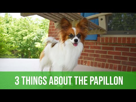 3 (Maybe) Not So Great Things About The Papillon // Percy the Papillon Dog