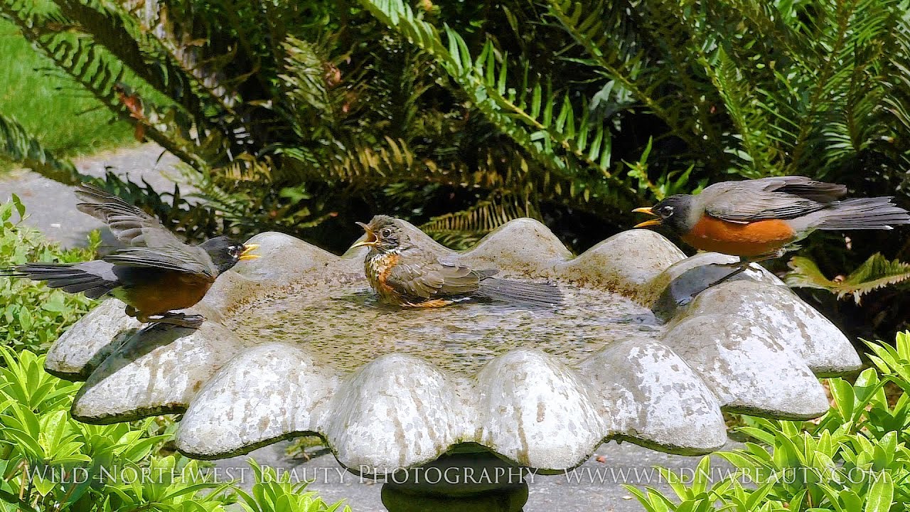 Showdown at the Bird Bath: Robins Fighting