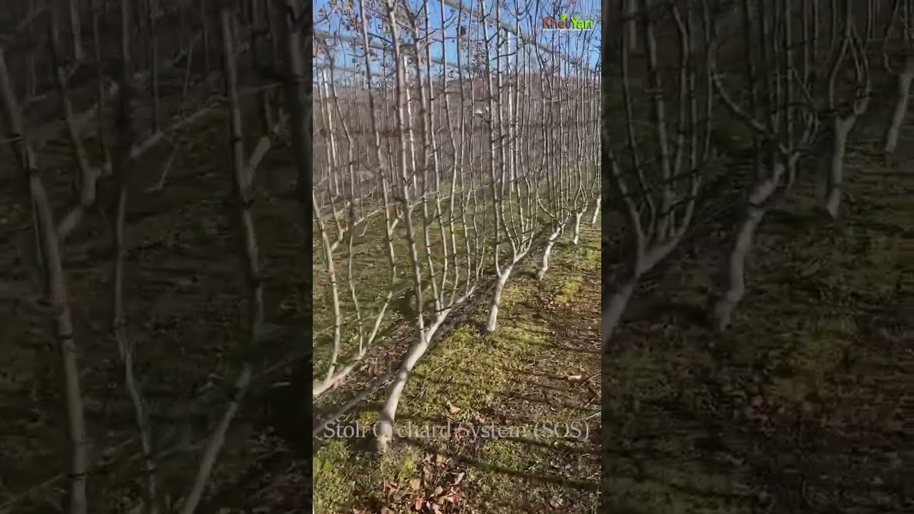 janiya (jittuChauhan)SOS system(stoil orchard system) modern farming#applefarming channel subscribe