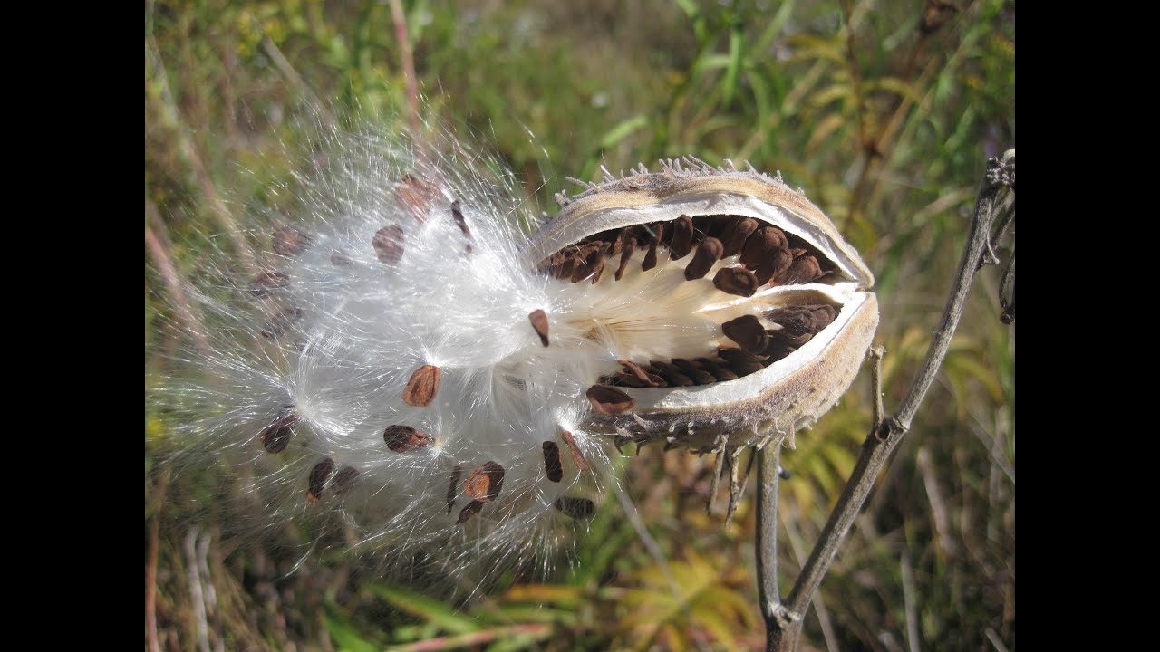 Seed dispersal -- The great escape