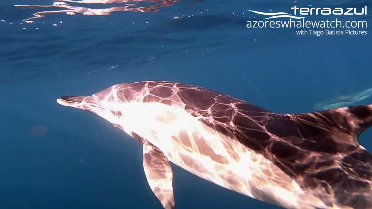 Short-Beaked Common Dolphin / Delphinus delphis in São Miguel, Azores | TERRA AZUL™