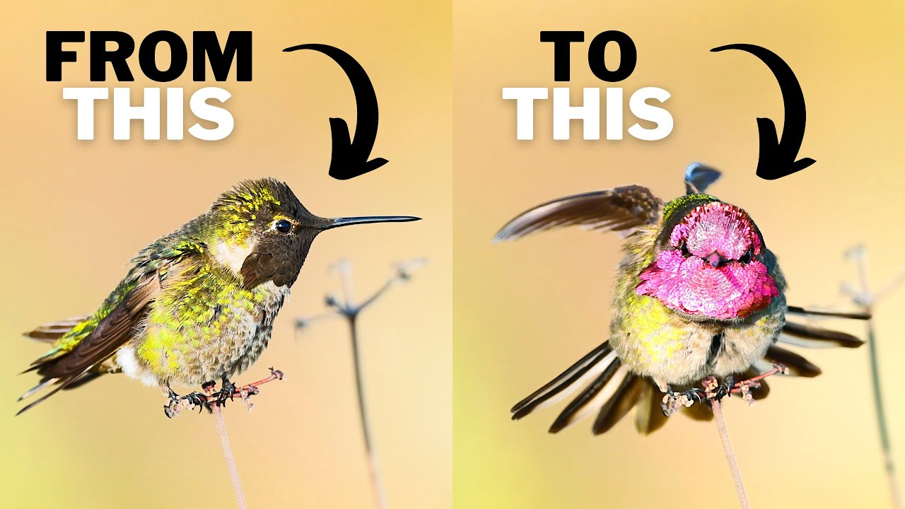 Watch this HUMMINGBIRD'S Iridescent Feathers “CHANGE COLORS