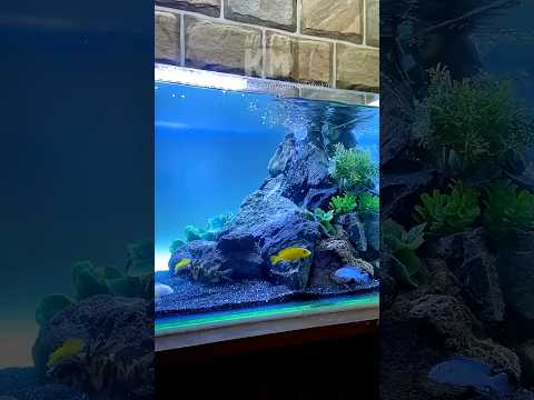 Creating an Underwater Sand Waterfall Aquarium 😍