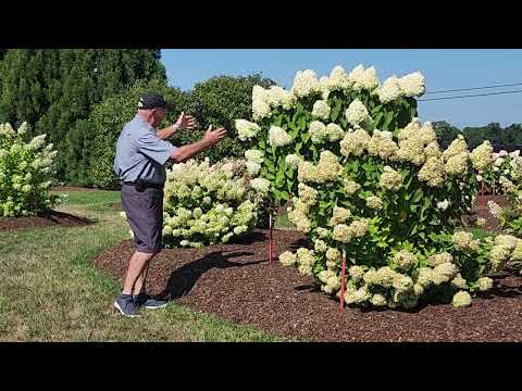As Promised.... An Update on "How To Prune Tree Form Panicle Hydrangeas" // How Did It Turn Out? 👍😉💚