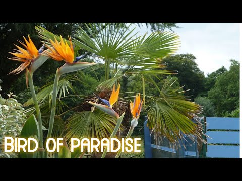 How to Propagate Bird of Paradise Plants ( How to get Bird of Paradise Plants to Flower )