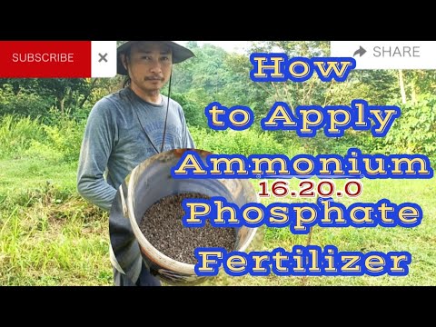 How to Apply Ammonium Phosphate Fertilizer? N.P.K. 16.20.0.