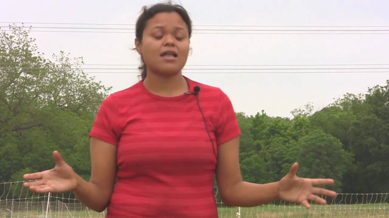 Organic Eggs vs. Conventional Farm Eggs, Free Range Chickens, & Ethical Animal Treatment Vital Farms