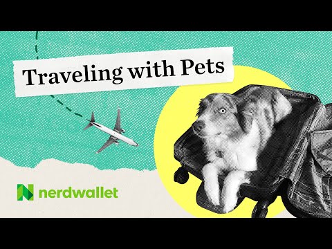Traveling with Pets is More Expensive Than Ever