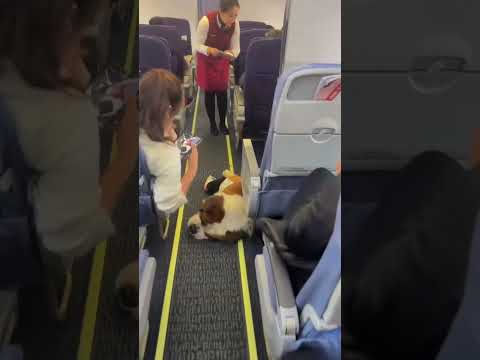 Which airlines allow pets to travel in the cabin, and what are their specific requirements?