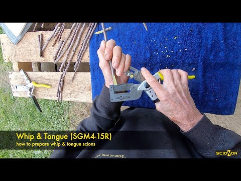 How to prepare scions for rind and whip & tongue grafting (SGM4-15R)
