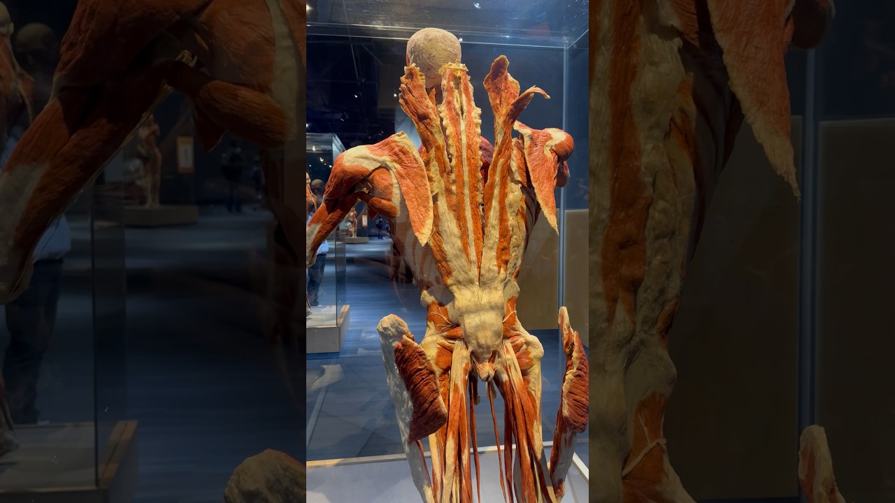 Anatomy #anatomy #biology  #nurse #rn #lvn #nursing #nurse #nursestudent #medical #shorts #medical