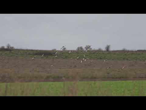 Great Bustards - Salisbury Plain, UK - 6th January 2023 #2