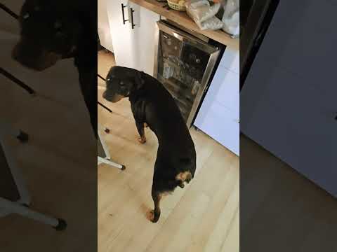 good guarding #doberman #rottweiler #shibc shibaclassic.io #uniswap #biconomy #dextools #etherscan