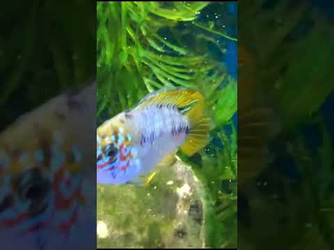 Apistogramma borelli #shorts