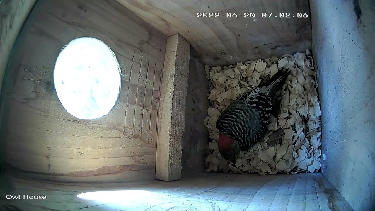 Red-Bellied Woodpecker Third Egg Laying