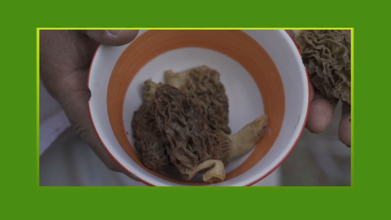 Recoleccion sustentable morchella