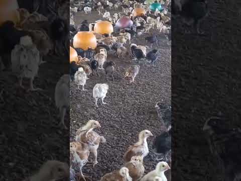 Layer Chicks - Wholesale Price & Mandi Rate for Poultry Layer Chick