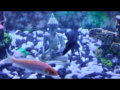 Live Fish Tank | Relaxing Aquarium View with Soothing Bubbles 🐠🌿 #FishTankLive