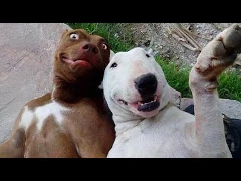 The Funniest Animal Videos 2025 ๐ Funny Dogs and Cats That'll Make The World Laugh
