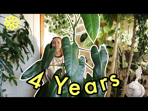 Four year update on Philodendron sp. aff. saggitfolium | Stake & refresh