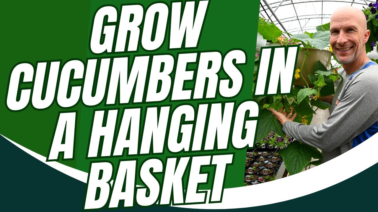 🥒 Grow Cucumbers This Way for Cleaner, Easier Harvests! Grow Cucumbers in a Hanging Basket