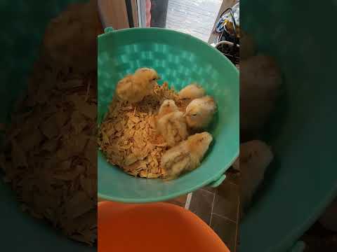 White Hatch game fowl chicks.