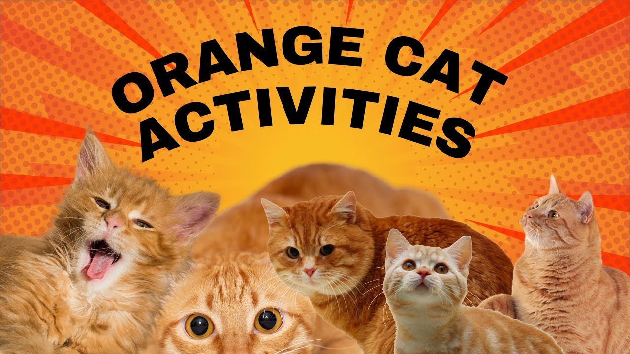 Orange Cat Activities