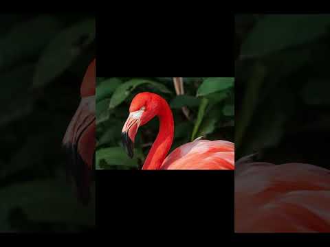 What are #flamingos called in a group? Why is the #flamingo pink? Very important questions! #nature