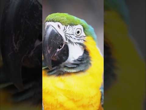 Parrots at Old Macdonaldβs Zoo @JobJams #music #kidsvideo #parrot #birds #zoo #kidslearning