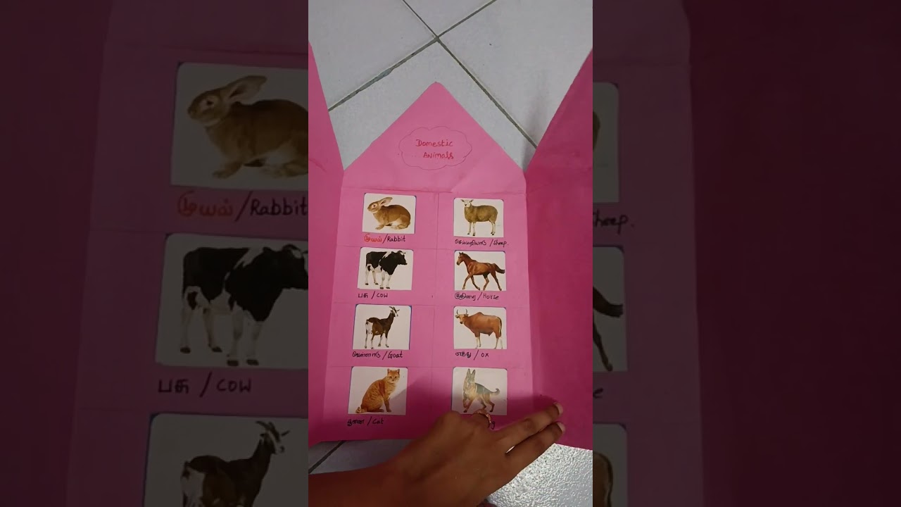 Domestic animals project for kids|AJ's kitchen tamil|#kidsprojects #project #animals #viralshorts