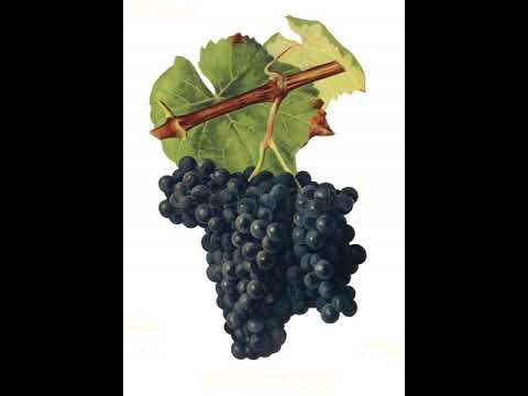 Alicante Bouschet | Wikipedia audio article