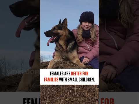 Watch THIS Before You Get A Female #GermanShepherd👆| #dogs | World of Dogz