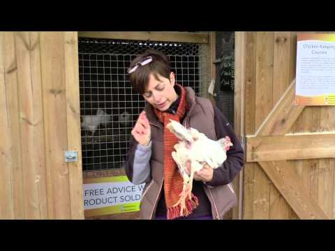 Stop Feather Pecking & Bullying