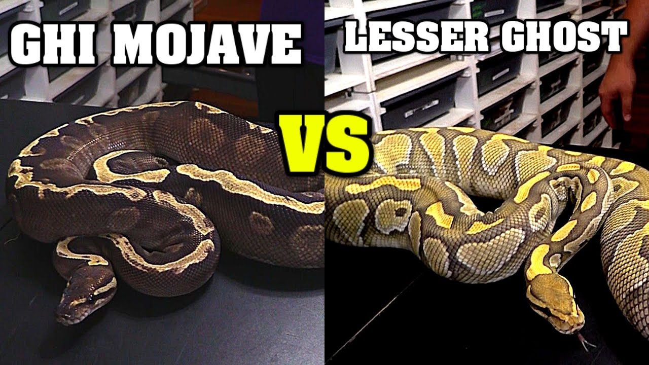 Ball Bash Lesser Ghost vs GHI Mojave