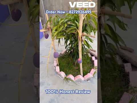 Most expensive mango Plants review / Online delivery 🚚