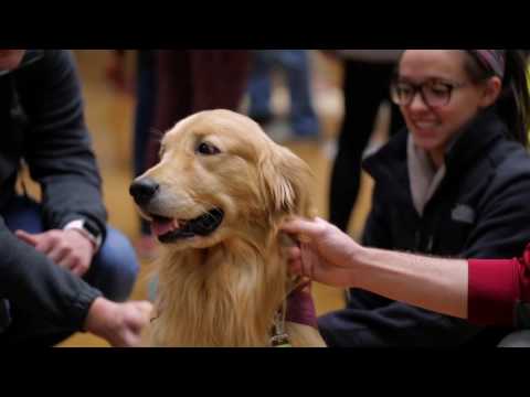 Finals are Ruff - therapy dogs help students cope with final exam stress