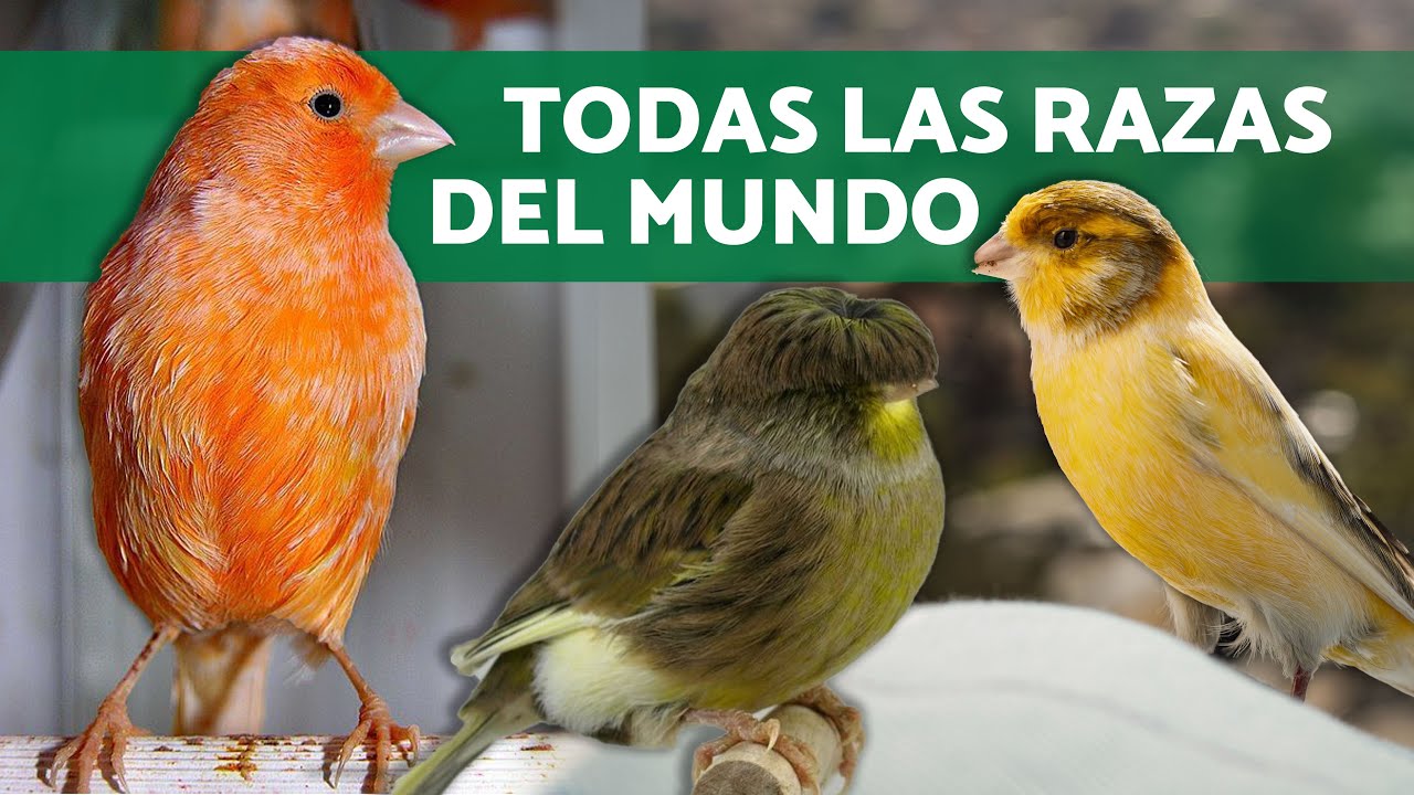 RAZAS de CANARIOS 🐤 TIPOS de CANARIOS