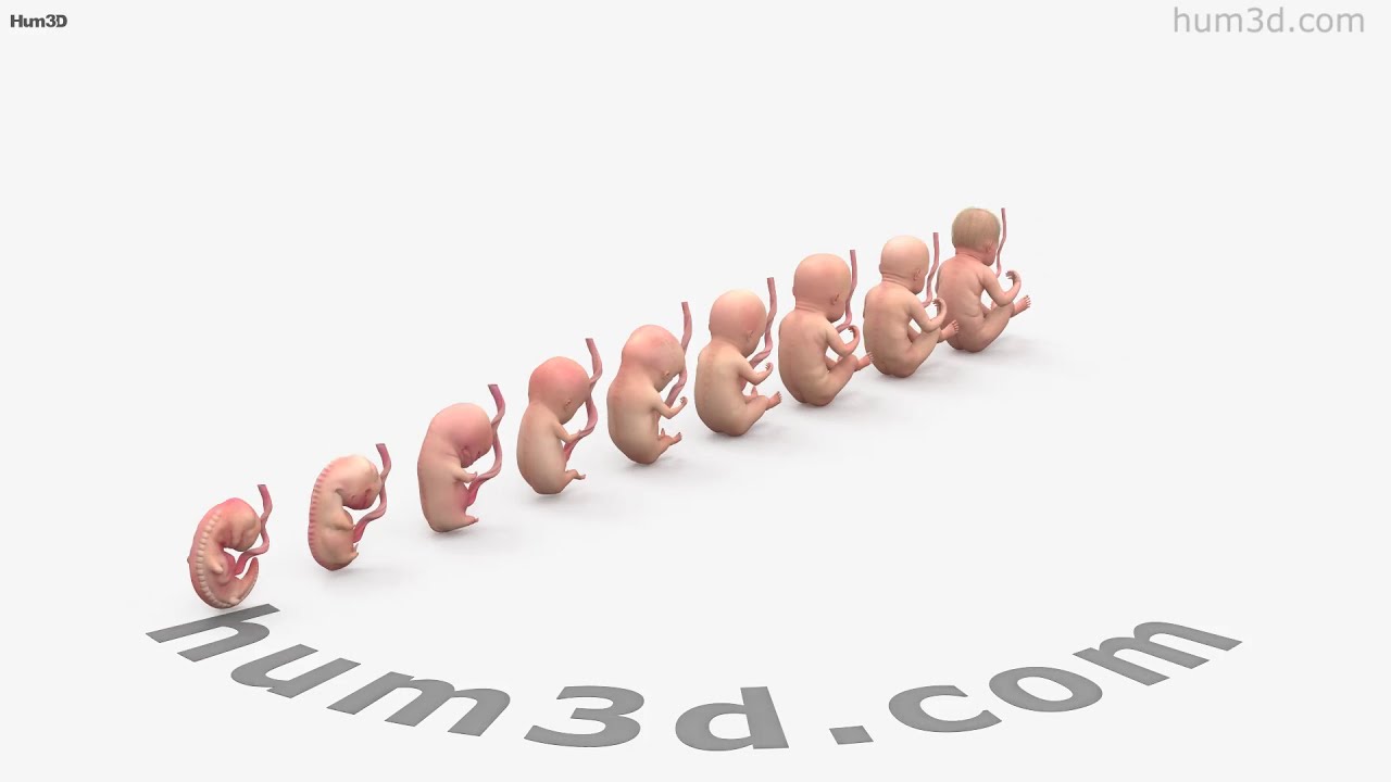 Human Fetus 3D model by 3DModels.org