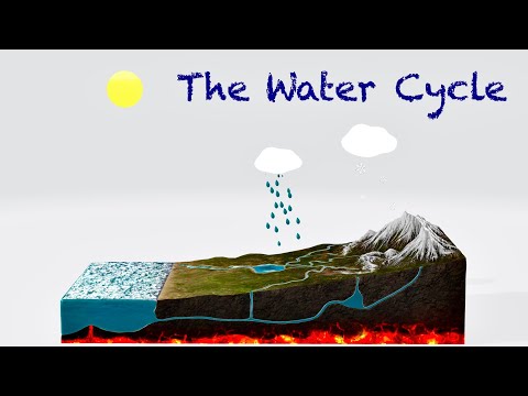 The Water Cycle Explained For Kids- Animation