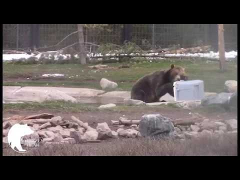 RovR Ice chest Coolers - Bear Proof Tested