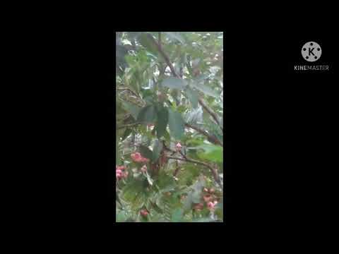 Jambu Fruits on the tree.